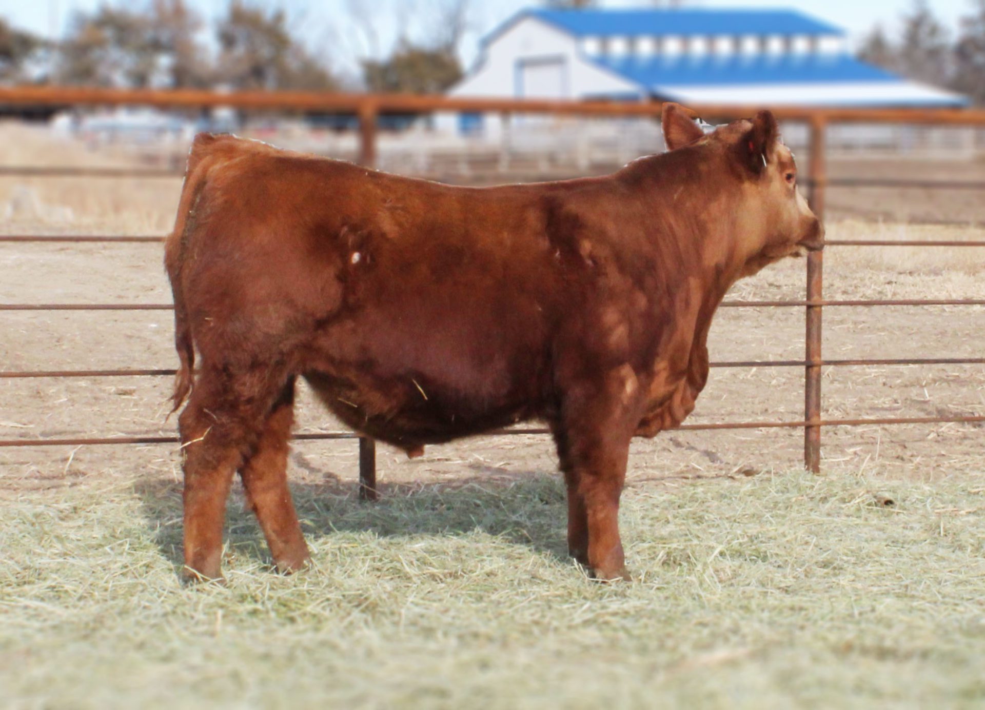 Bulls - Bar Arrow Cattle Company