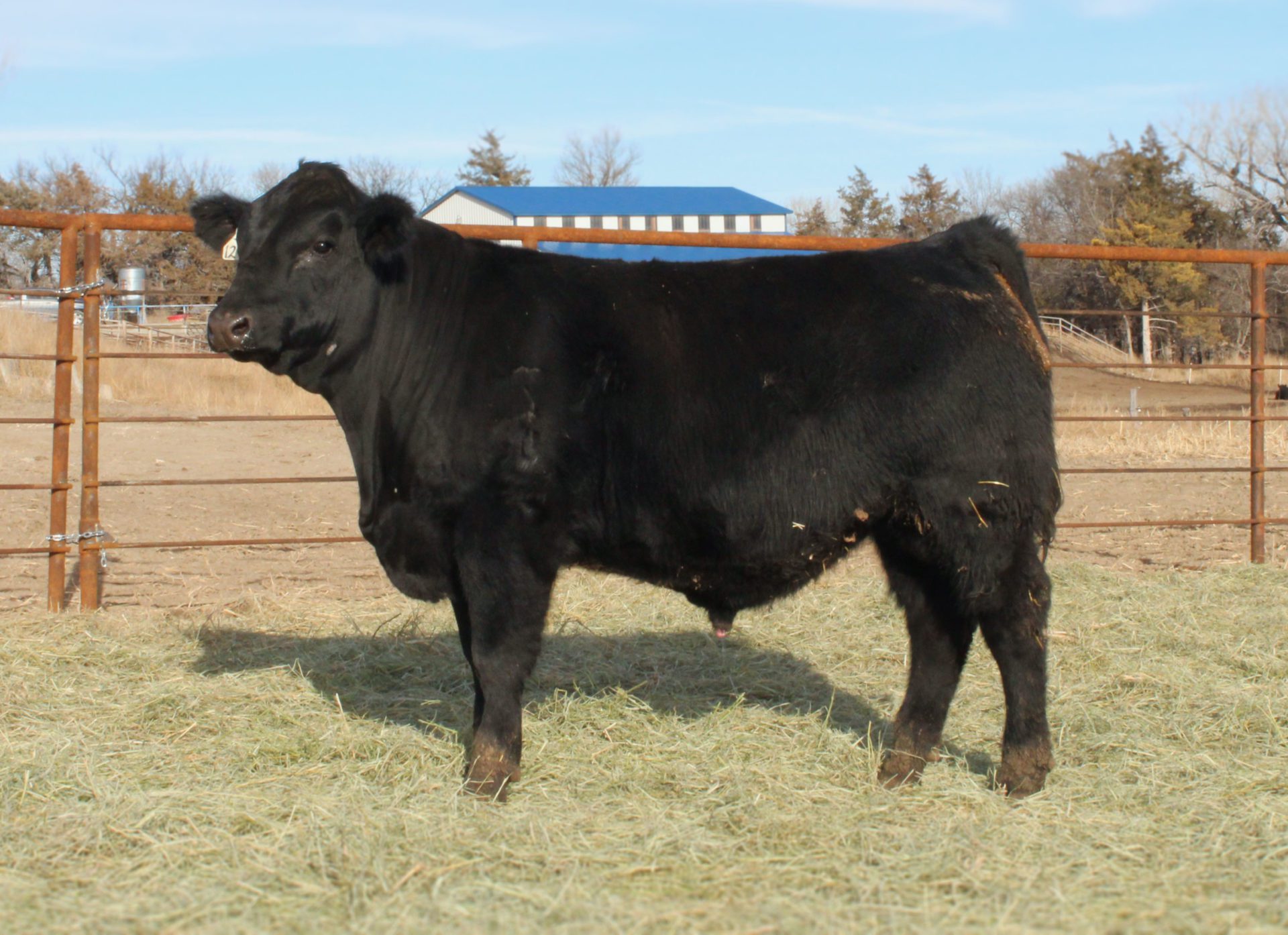 Bulls - Bar Arrow Cattle Company