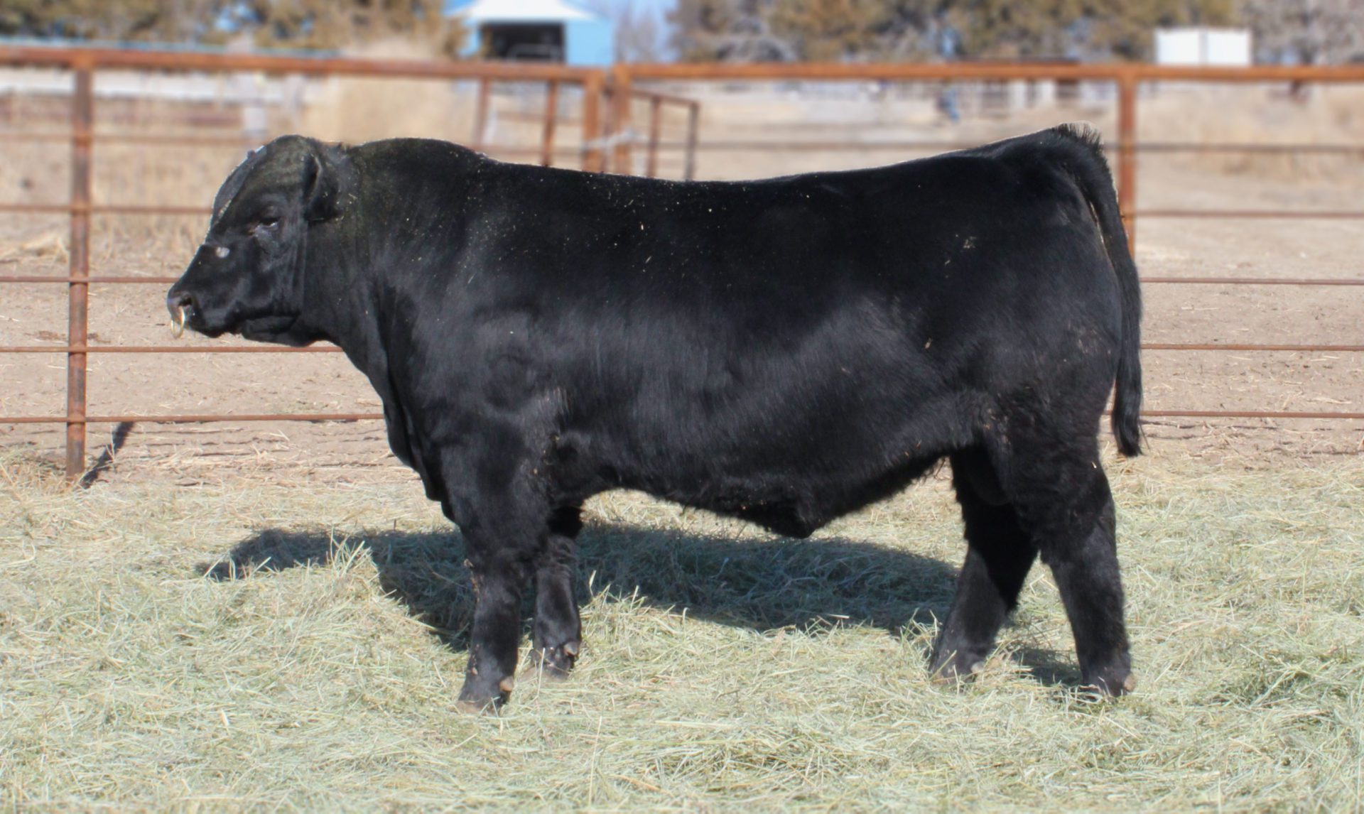 Bulls - Bar Arrow Cattle Company