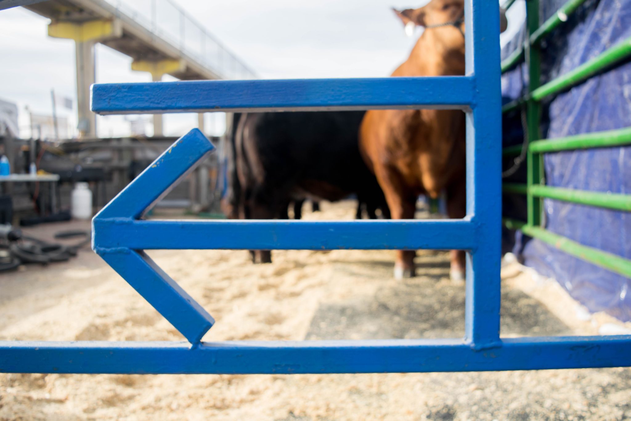 Bulls - Bar Arrow Cattle Company