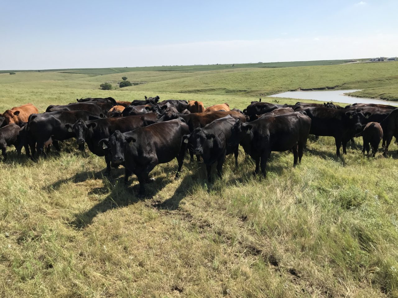 Females - Bar Arrow Cattle Company